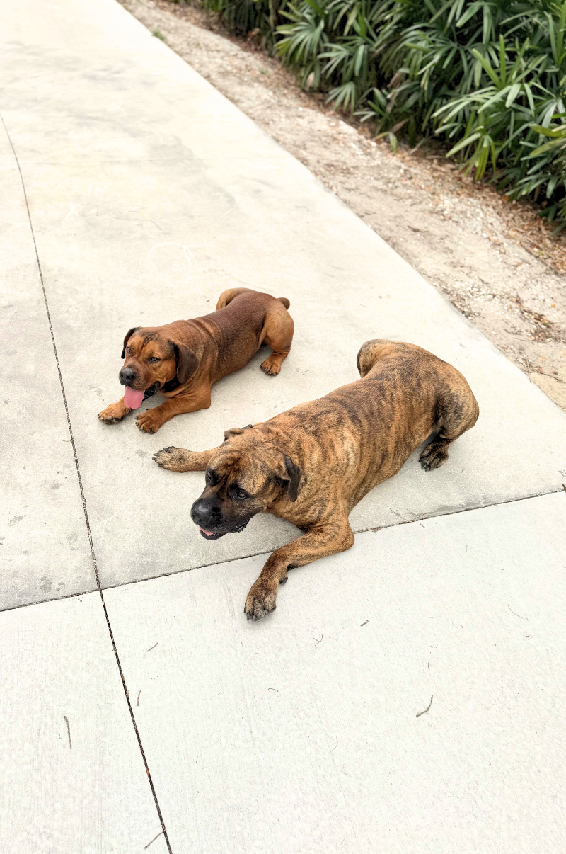 Griz | Mini Boerboels