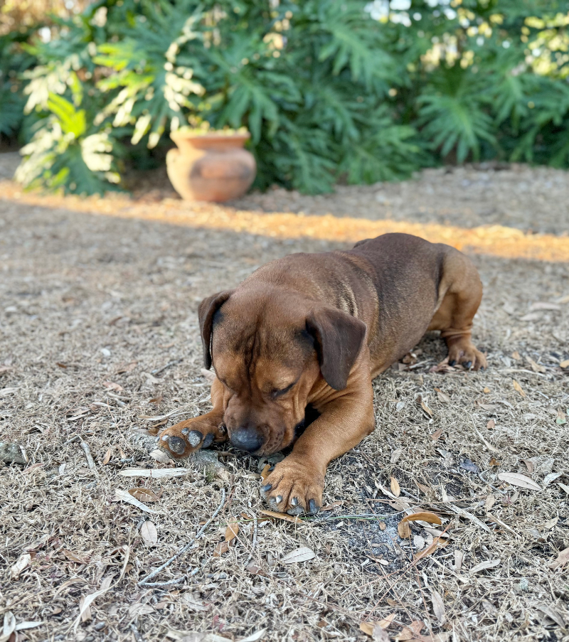 Griz | Mini Boerboels